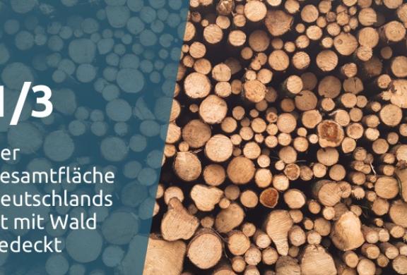 Rohstoff Holz | Saint-Gobain Holzbau